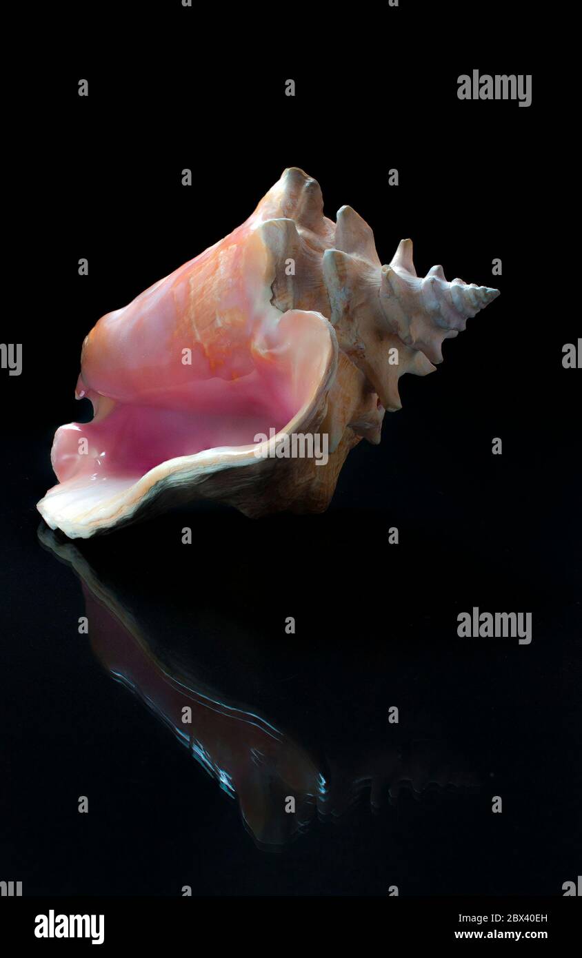 Aliger gigas hi-res stock photography and images - Alamy