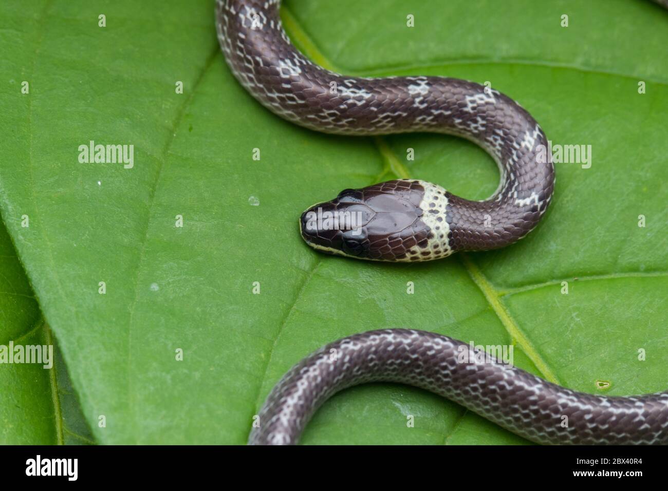 Common wolf snake hi-res stock photography and images - Alamy