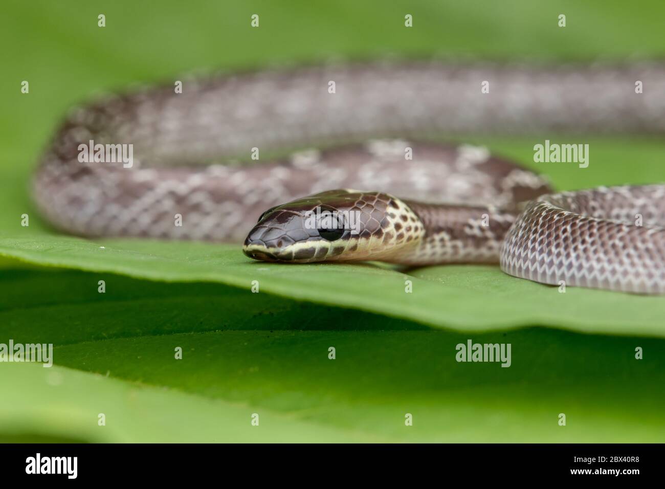Close-up of Small snake on green leaf , Common Wolf Snake Stock Photo ...