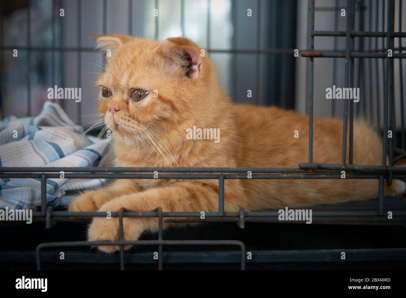 Little cute cat squat in cage looking at somthing Stock Photo - Alamy