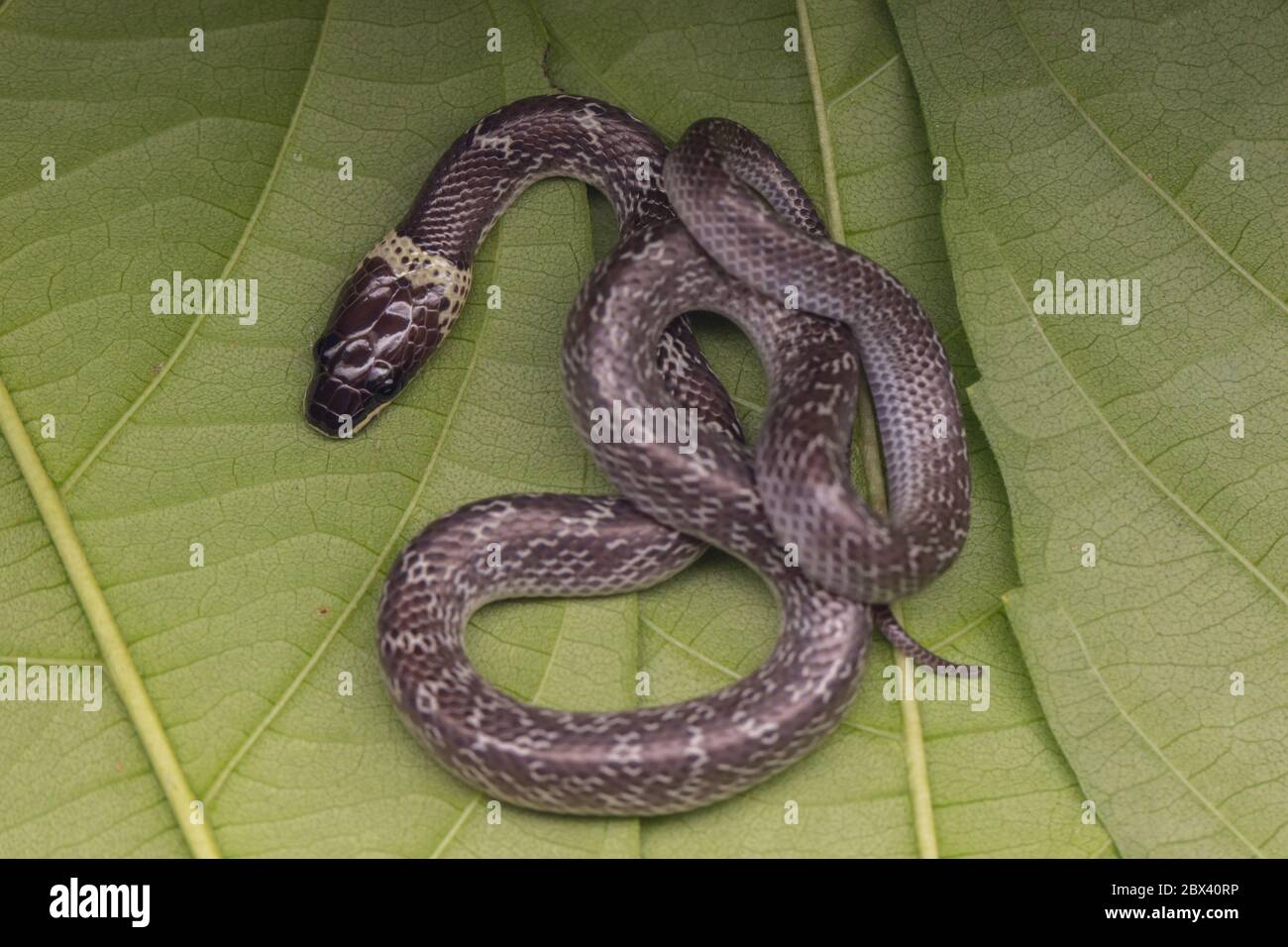 Close-up of Small snake on green leaf , Common Wolf Snake Stock Photo ...