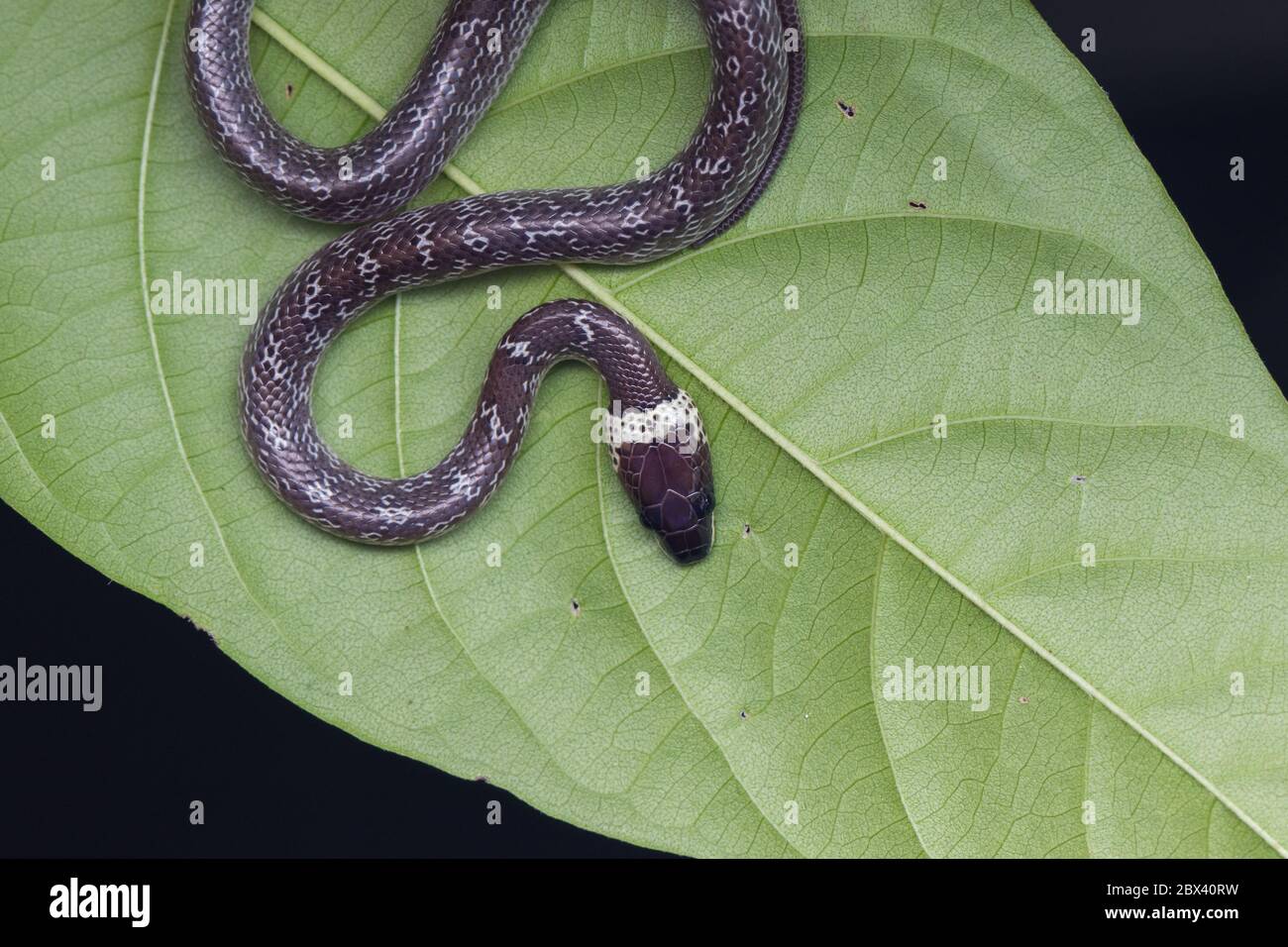 Close-up of Small snake on green leaf , Common Wolf Snake Stock Photo ...