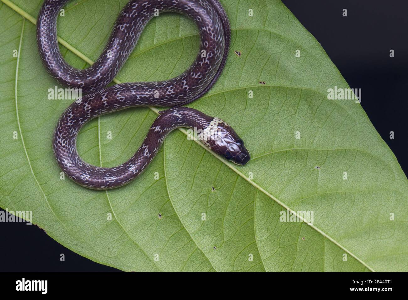 Close-up of Small snake on green leaf , Common Wolf Snake Stock Photo ...