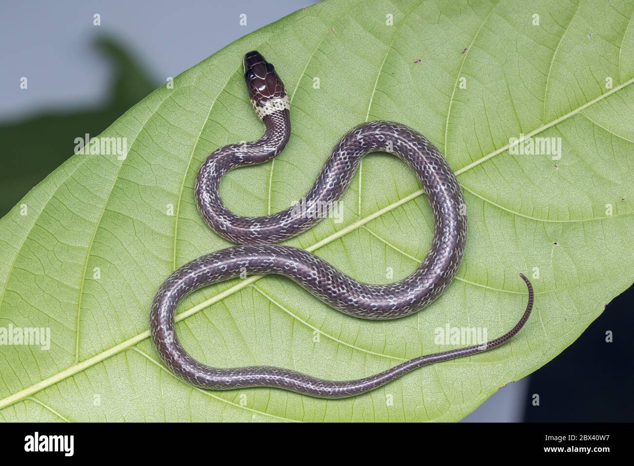 Small snake hi-res stock photography and images - Alamy