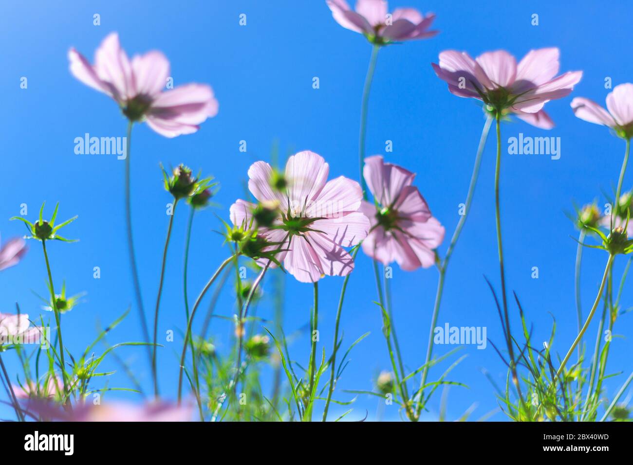 Abstract soft focus flower with clear blue sky - Background use Stock ...