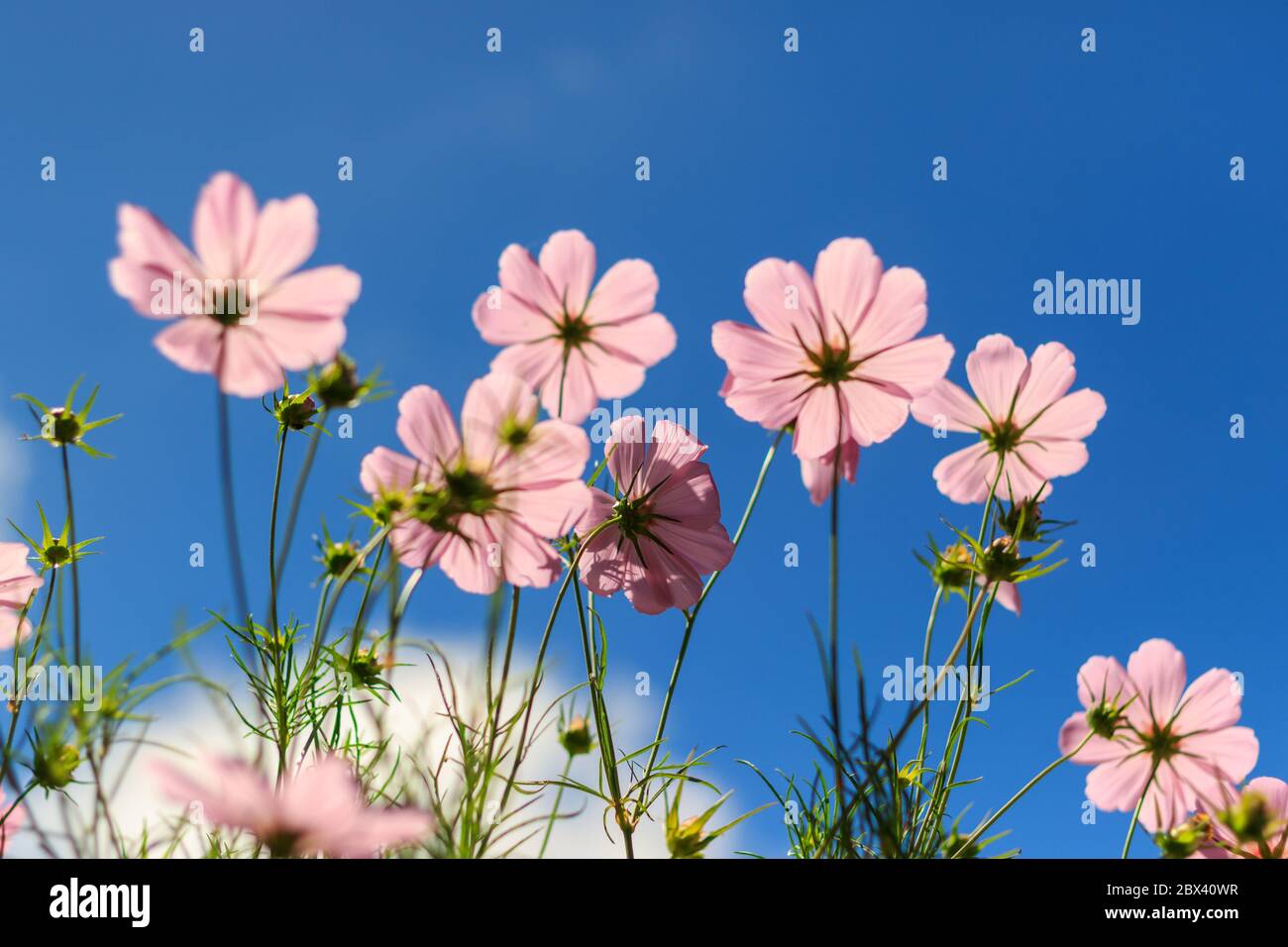 Abstract soft focus flower with clear blue sky - Background use Stock ...