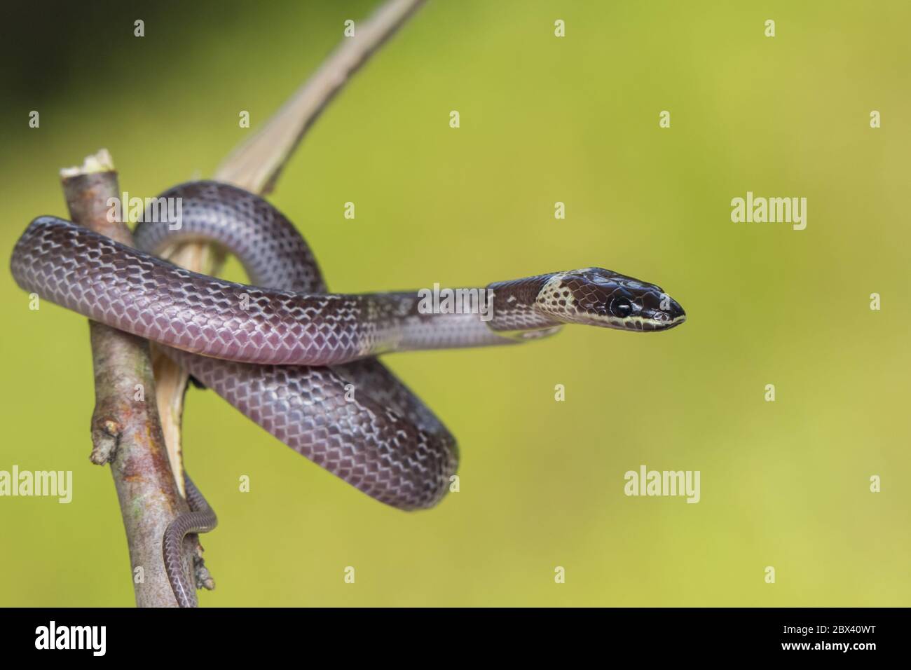Common wolf snake hi-res stock photography and images - Alamy