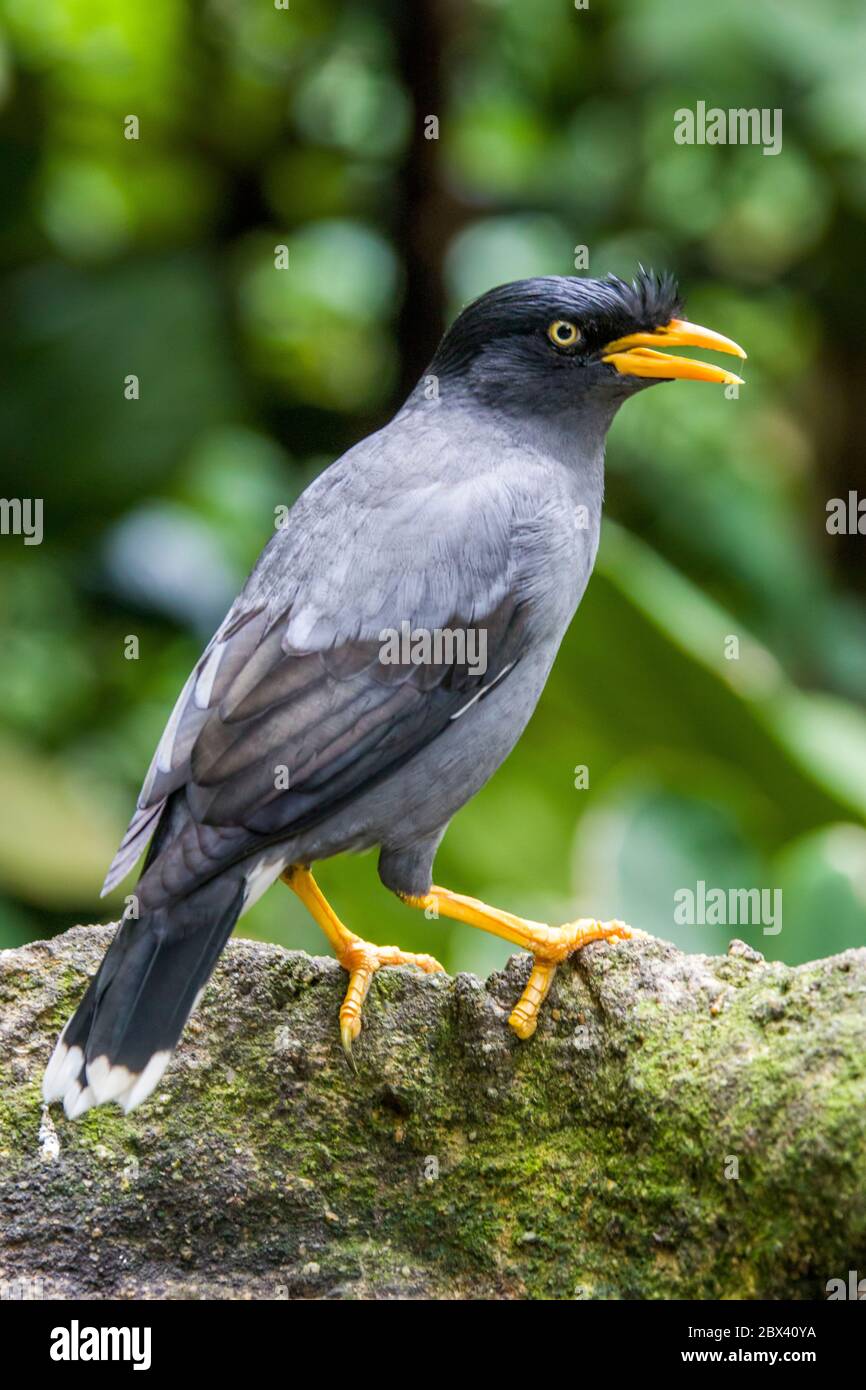 Singapore javan mynah bird hi-res stock photography and images - Alamy