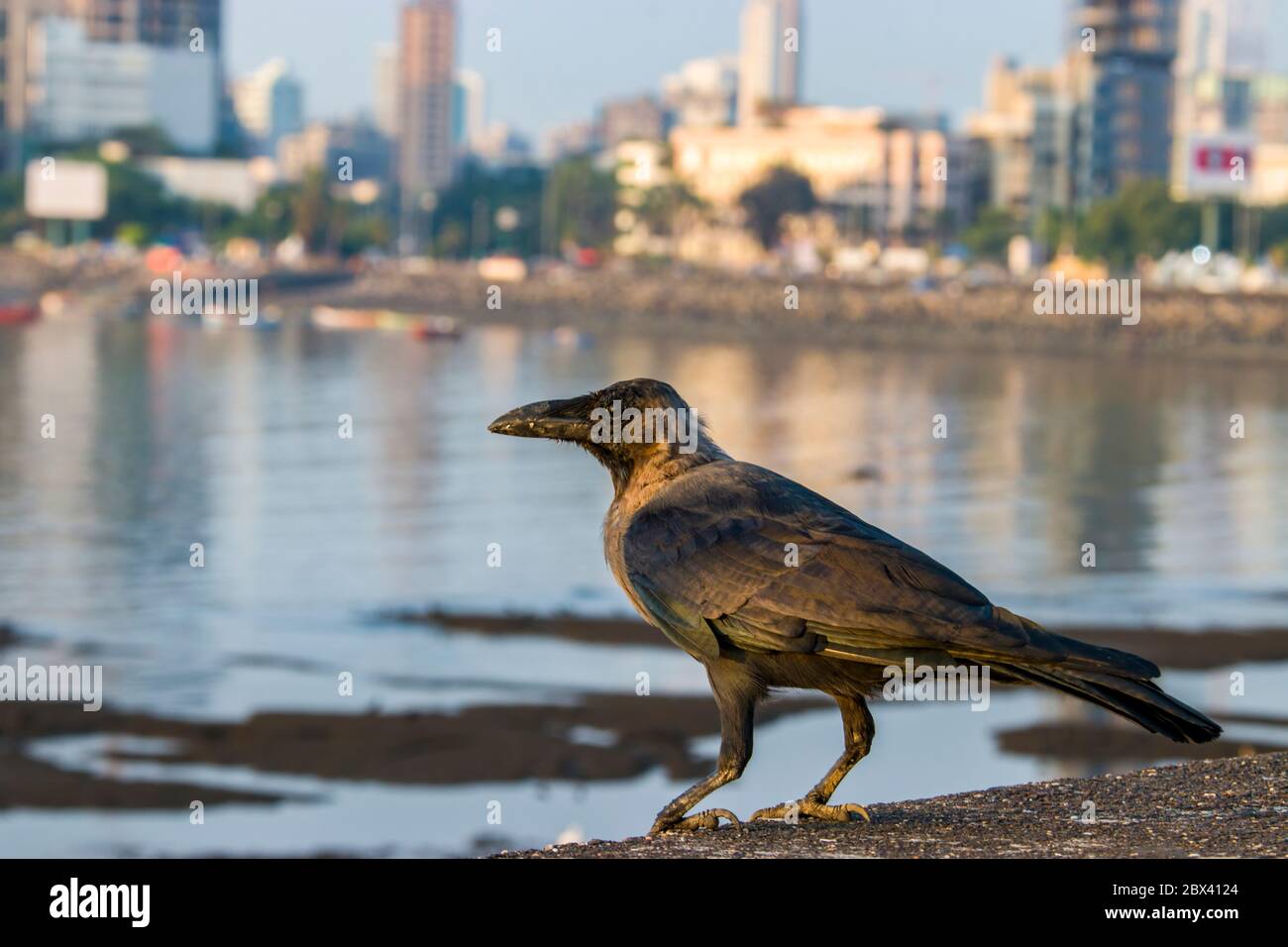 Ceylon colombo crow hi-res stock photography and images - Alamy