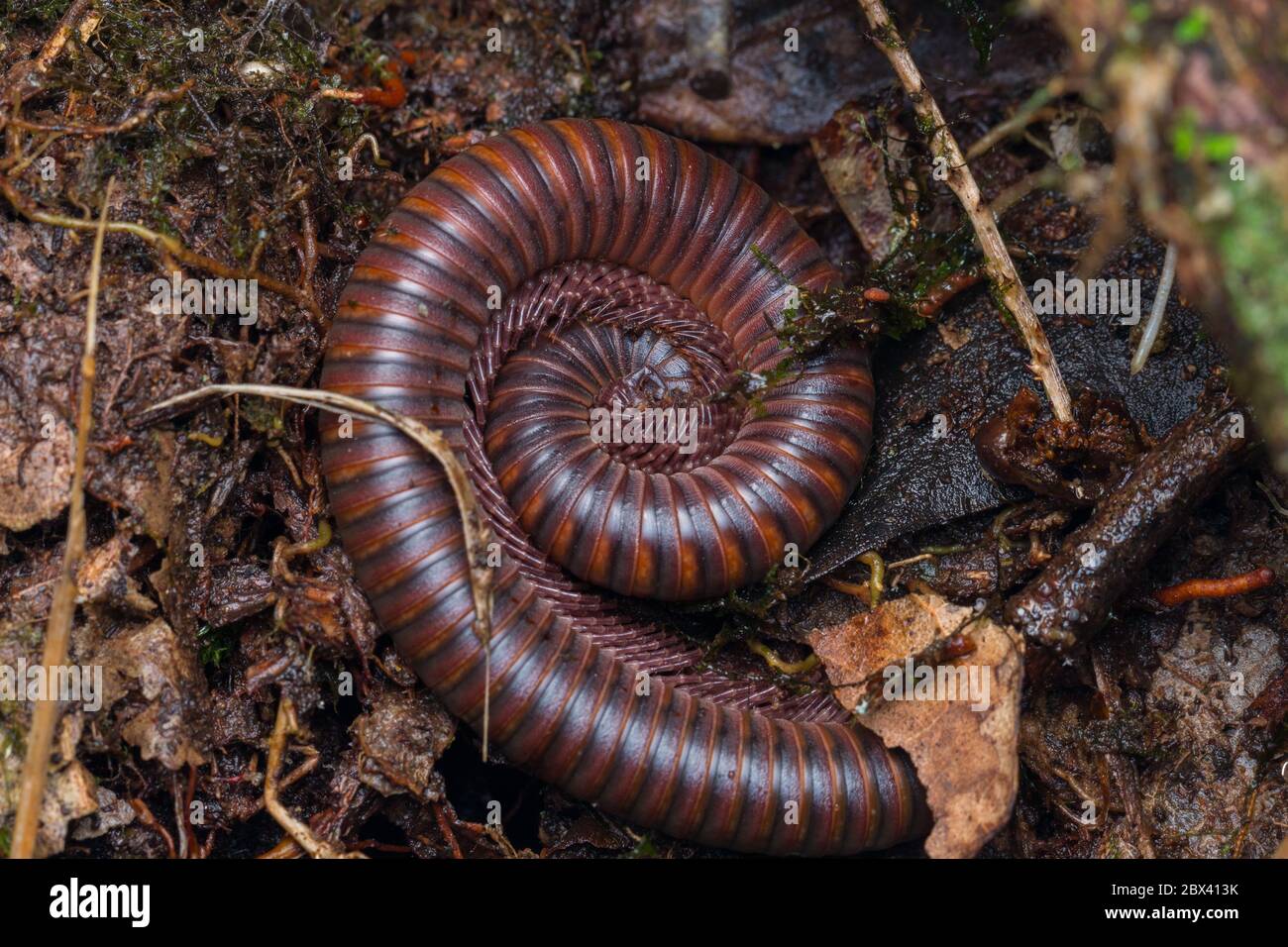 Black diplopoda arthropod hi-res stock photography and images - Alamy