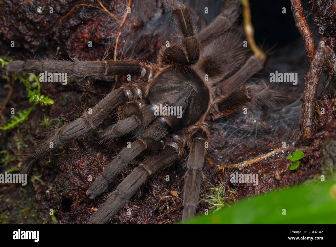 Macro image of Tarantula spider of Borneo-Nature wildlife concept Stock ...