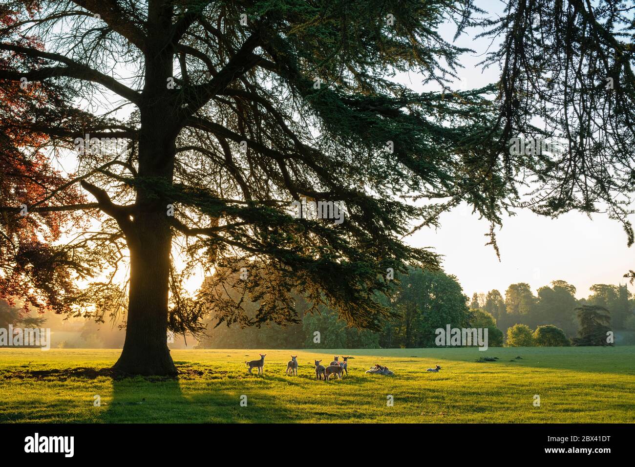 Spring sunrise across Blenheim palace park. Oxfordshire, England Stock ...