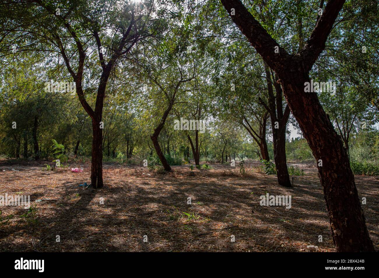 Green environment of large trees Stock Photo - Alamy