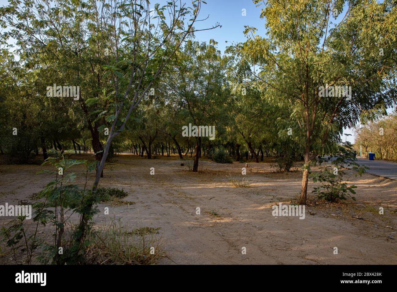 Green environment of large trees Stock Photo - Alamy