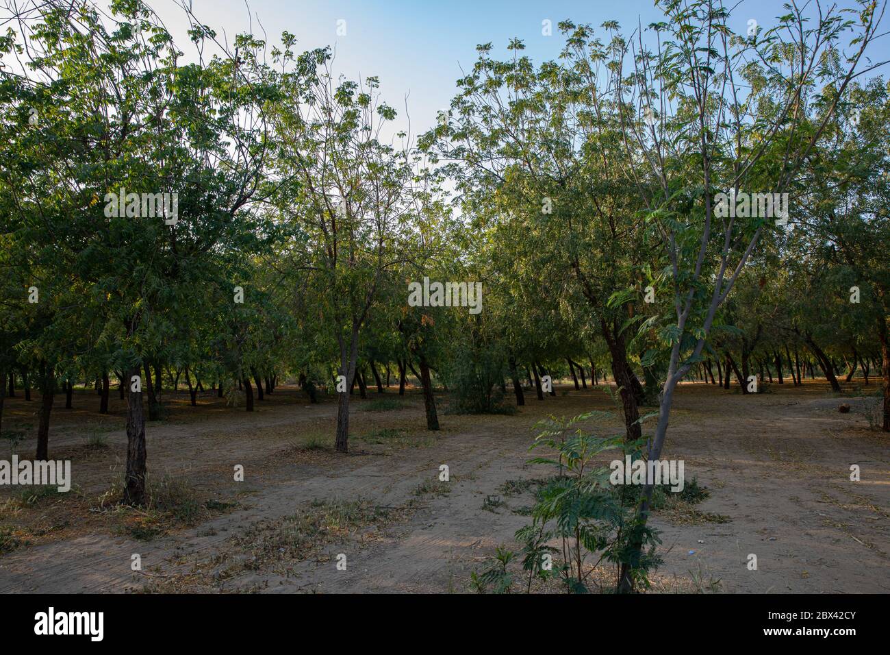 Green environment of large trees Stock Photo - Alamy