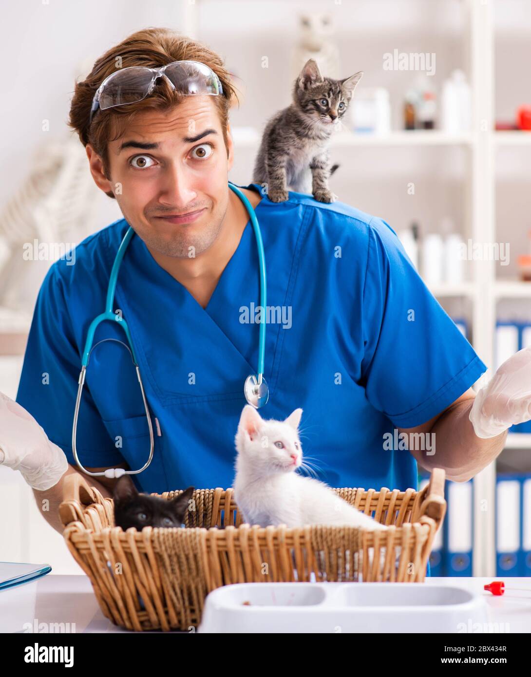 The vet doctor examining kittens in animal hospital Stock Photo - Alamy
