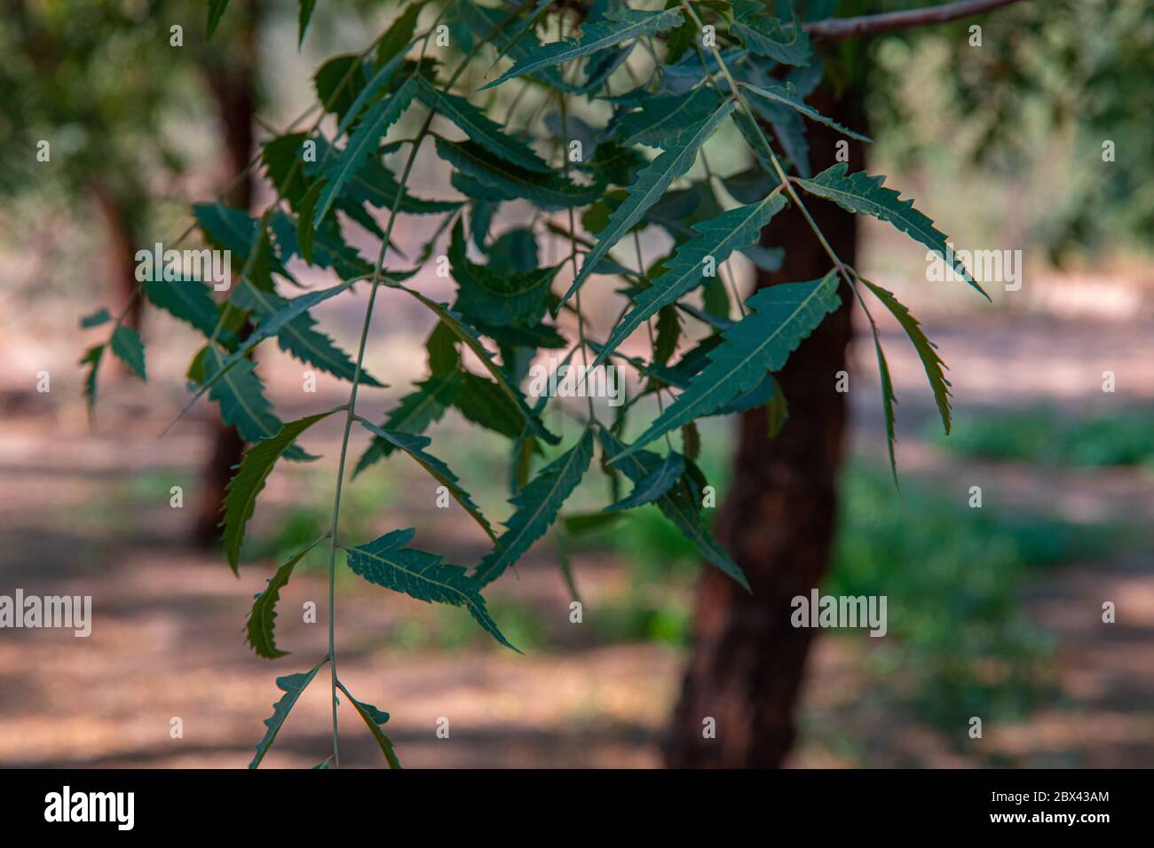 Neem tree neem natural pesticide hi-res stock photography and images ...