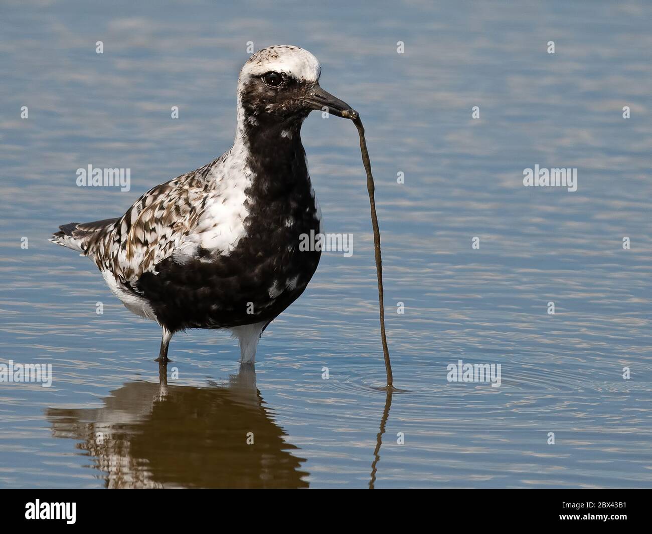 A Black-bellied Plover Eating a Long Worm in the Marsh Stock Photo - Alamy