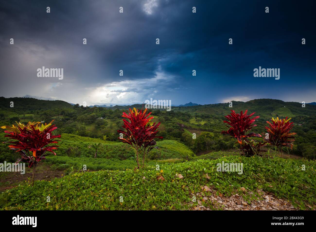 Colorful croto plants in a garden in the interior of the Cocle province ...