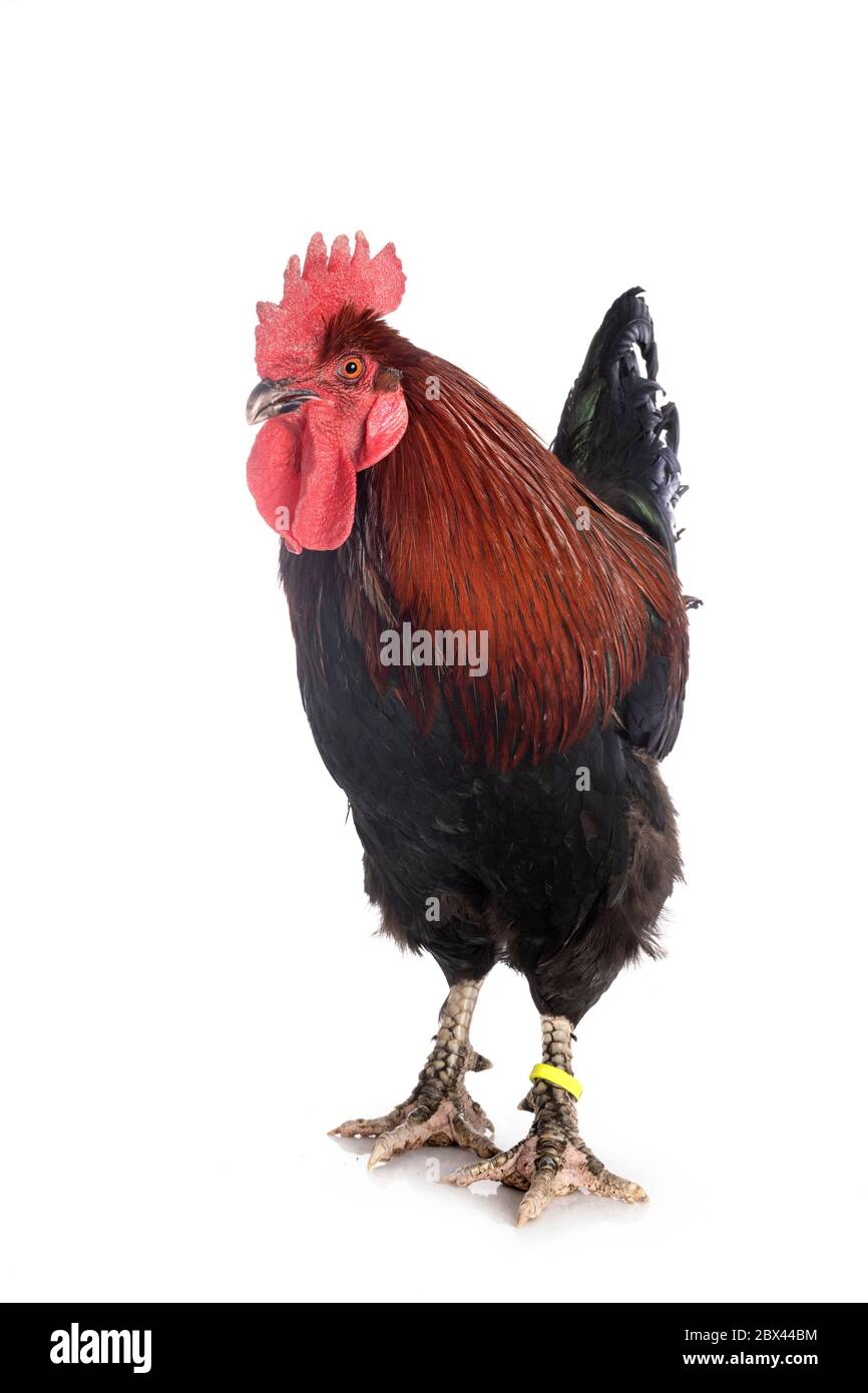 marans rooster in front of white background Stock Photo - Alamy
