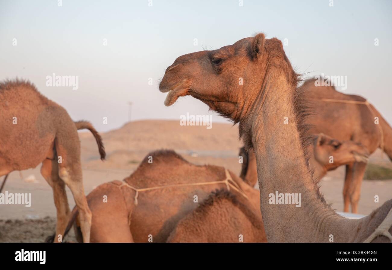 A group of Arab camels in the barn Saudi Arabia Stock Photo - Alamy