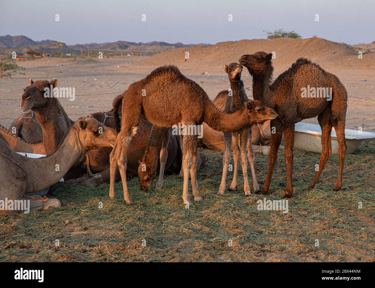 A group of Arab camels in the barn Saudi Arabia Stock Photo - Alamy
