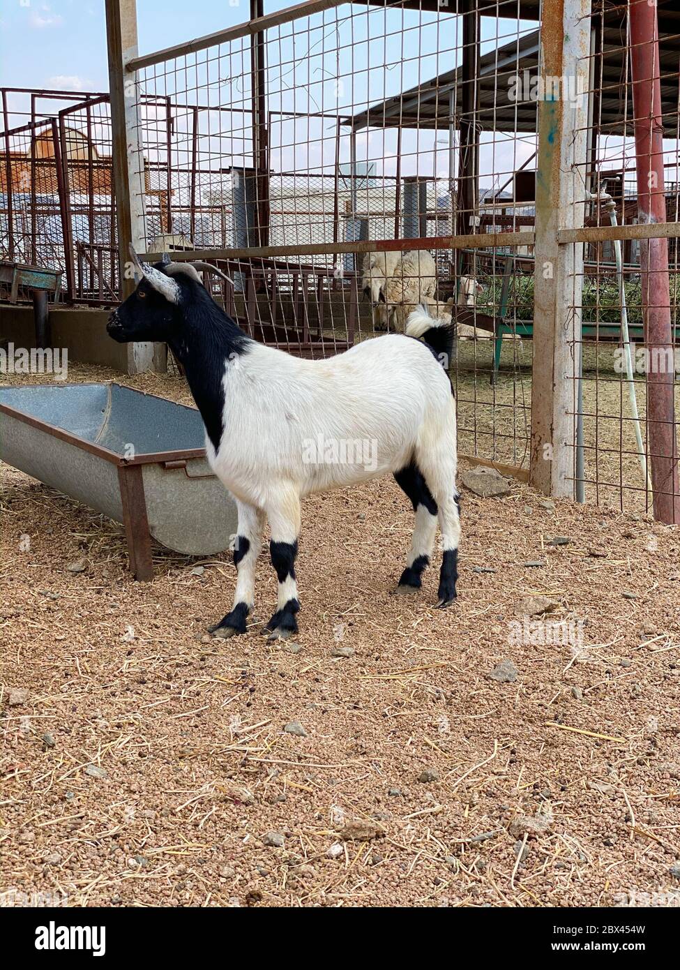 goats in a farm in Al Taif, Saudi Arabia Stock Photo - Alamy