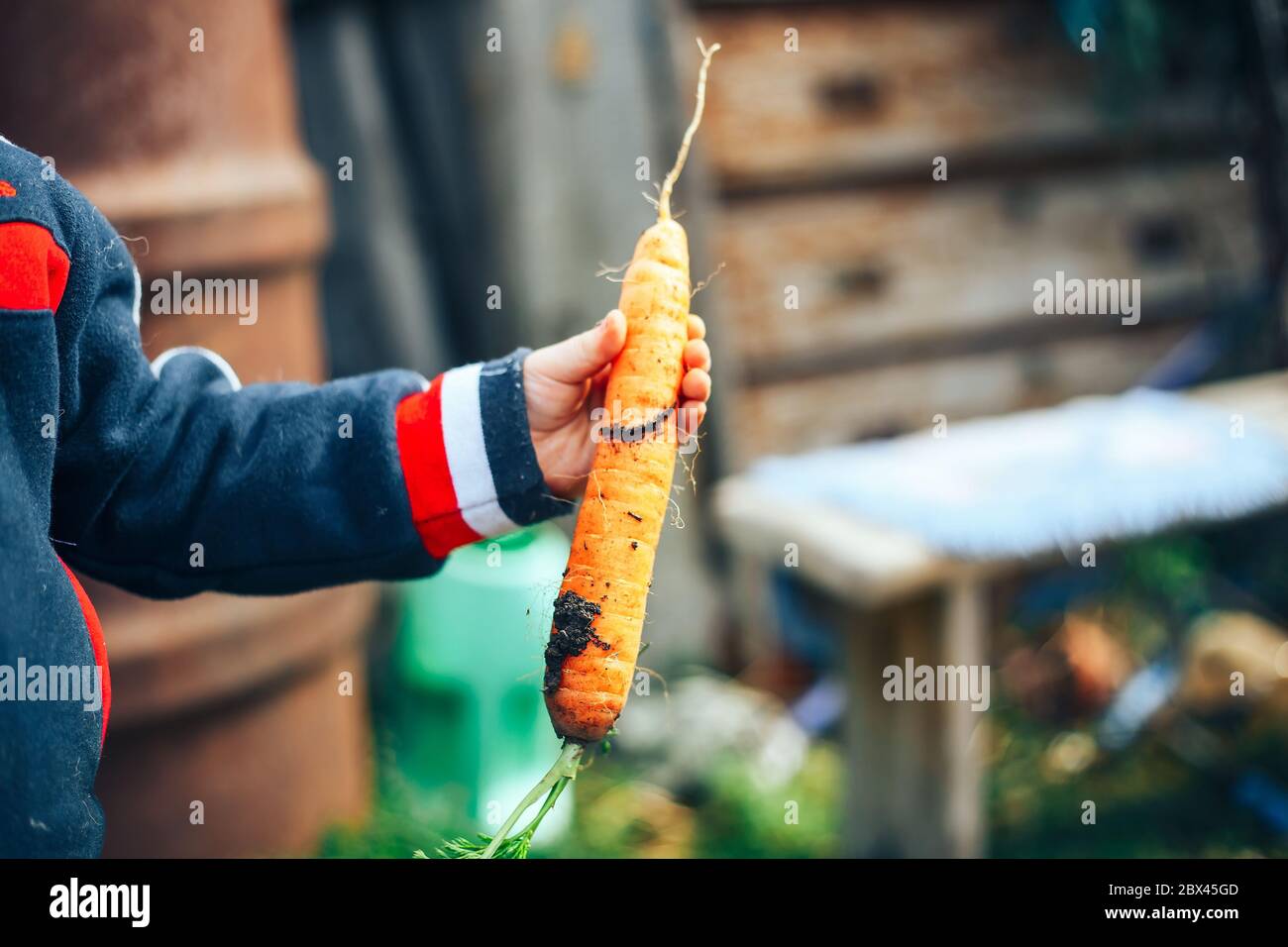 Big Carrot High Resolution Stock Photography and Images - Alamy