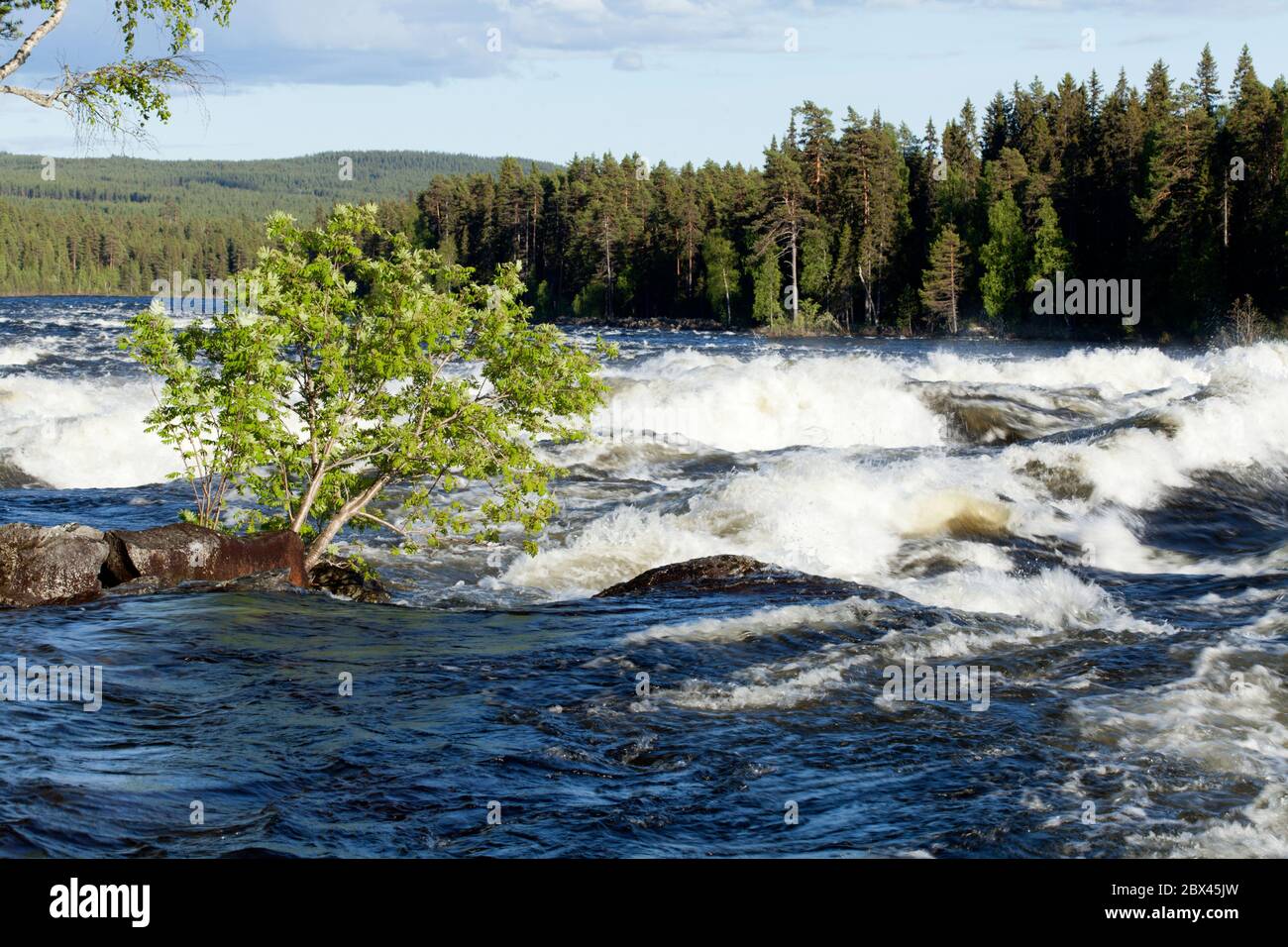 Closeup view of a small rowan in a rocky, speedy river. Spring flood ...