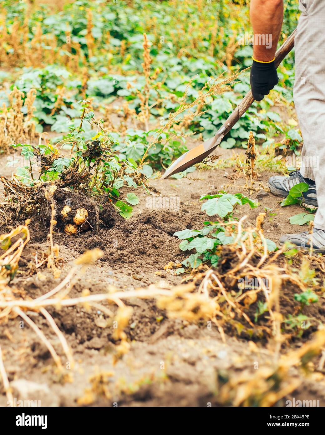 Fresh Potatoes Dig From Ground in The farm. Potato Harvesting Stock ...
