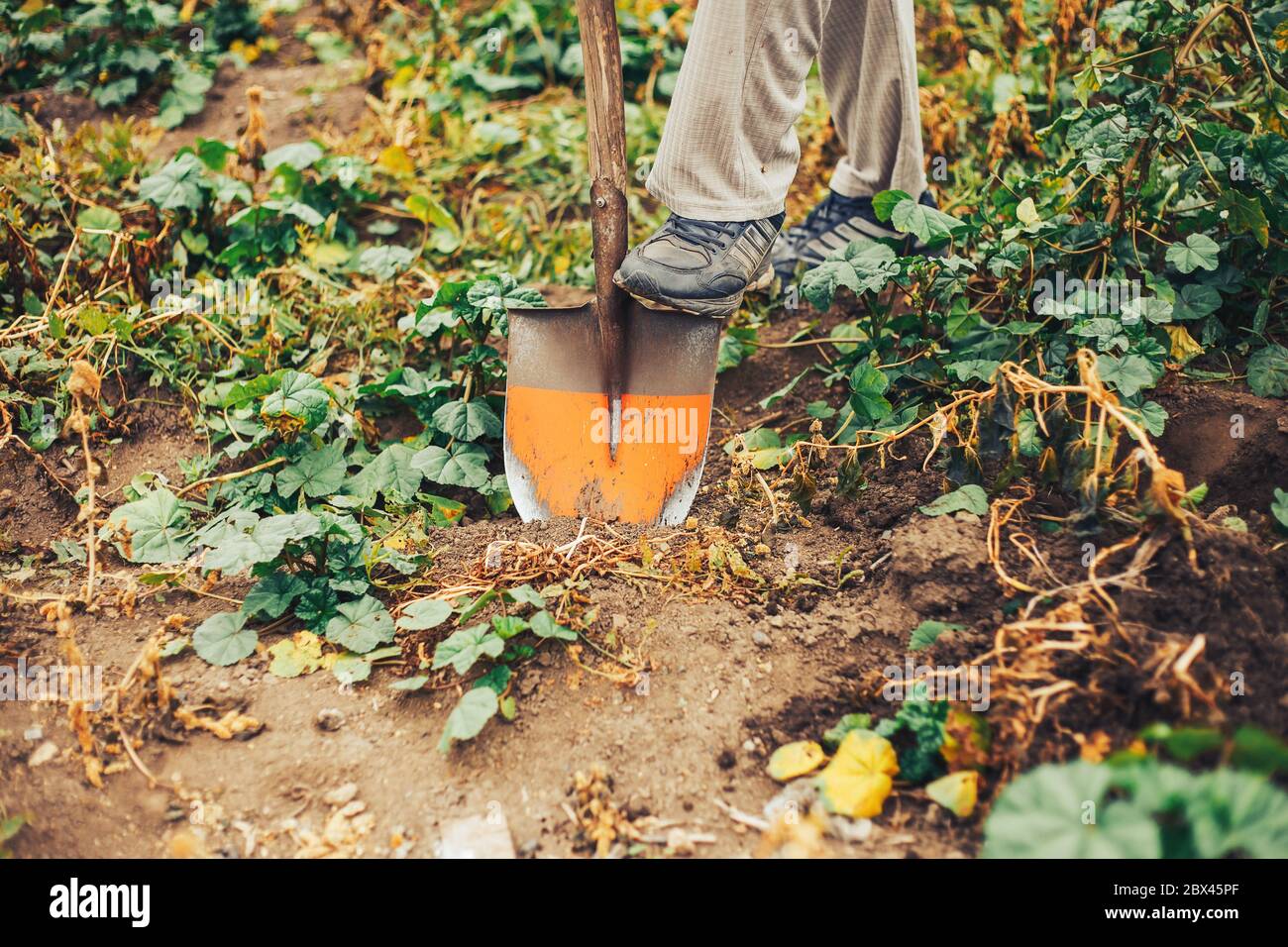 Senior man digging potatoes in hi-res stock photography and images - Alamy
