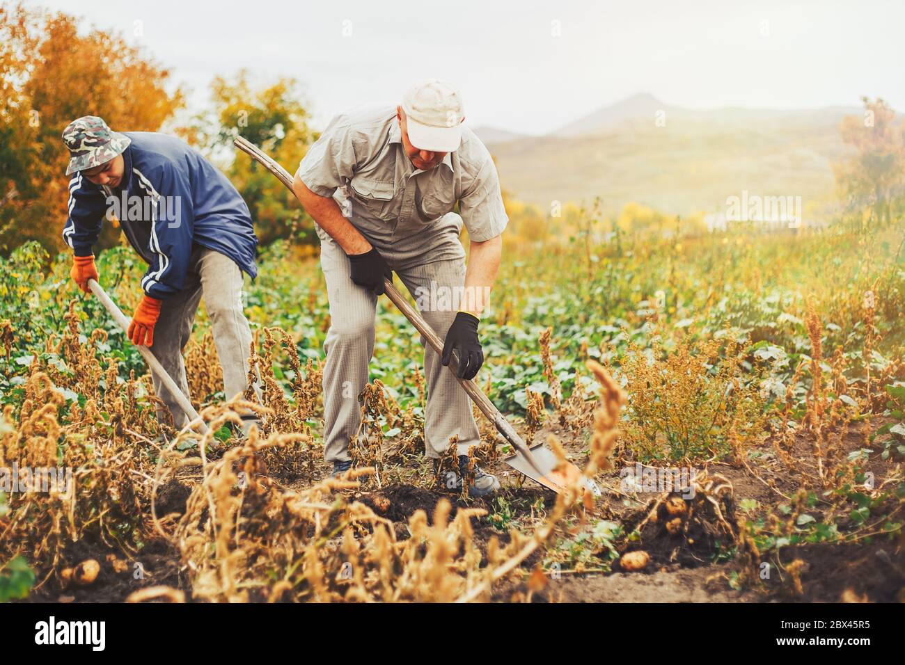 Family digging potatoes hi-res stock photography and images - Alamy