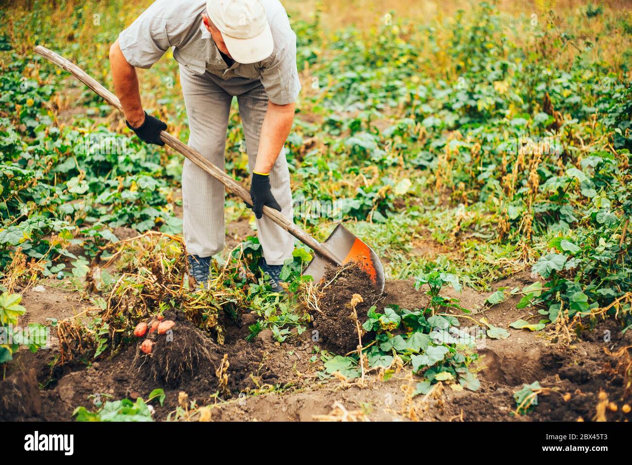 Fresh Potatoes Dig From Ground in The farm. Potato Harvesting Stock ...
