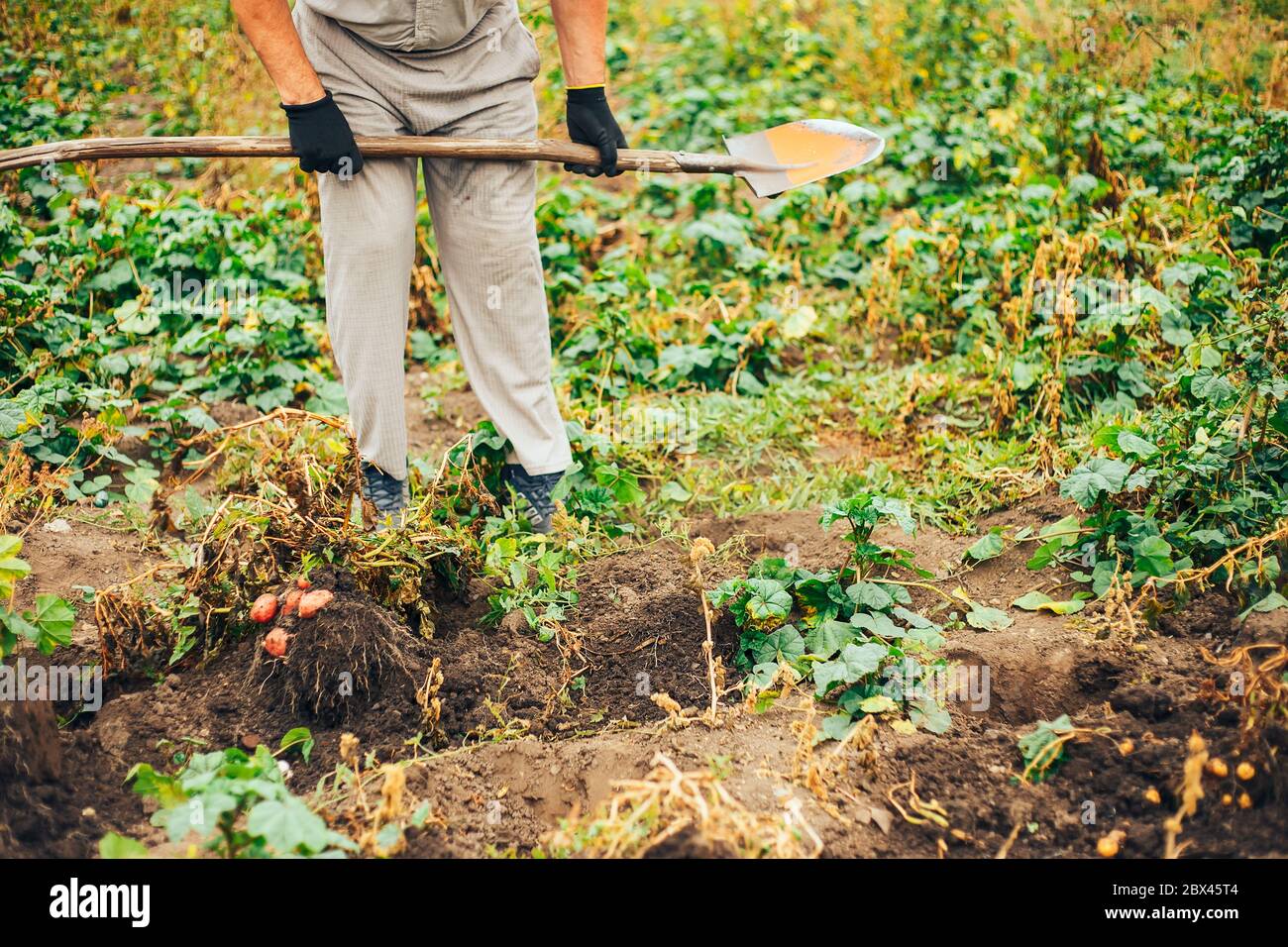 Fresh Potatoes Dig From Ground in The farm. Potato Harvesting Stock ...
