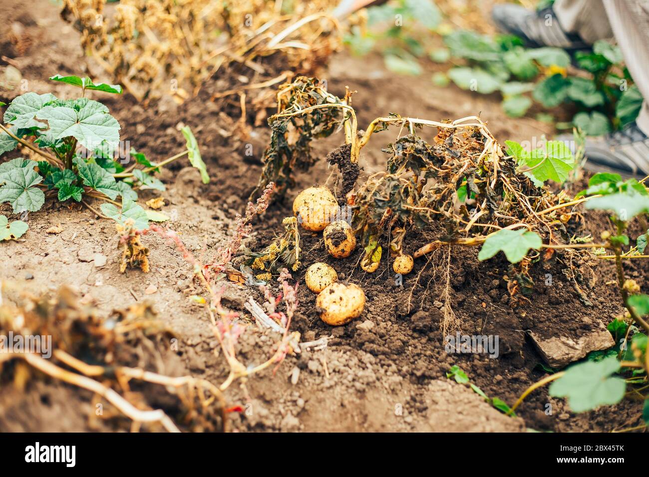 Fresh Potatoes Dig From Ground in The farm. Potato Harvesting Stock ...