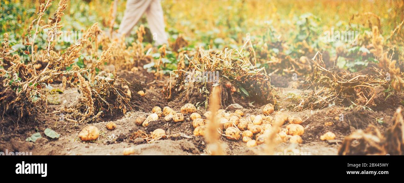 Fresh Potatoes Dig From Ground in The farm. Potato Harvesting Stock ...