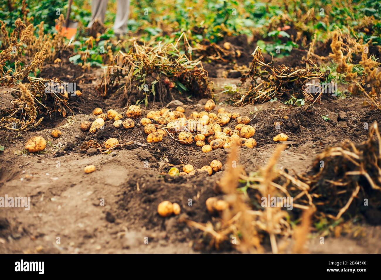 Fresh Potatoes Dig From Ground in The farm. Potato Harvesting Stock ...