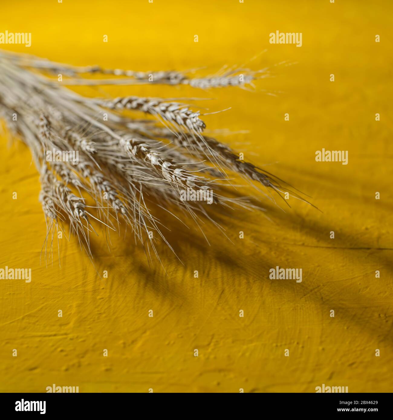 Abstract background with golden wheat on yellow concrete texture Stock ...