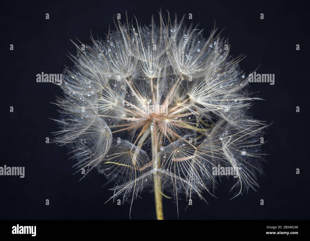Dandelion flower on dark background Stock Photo - Alamy
