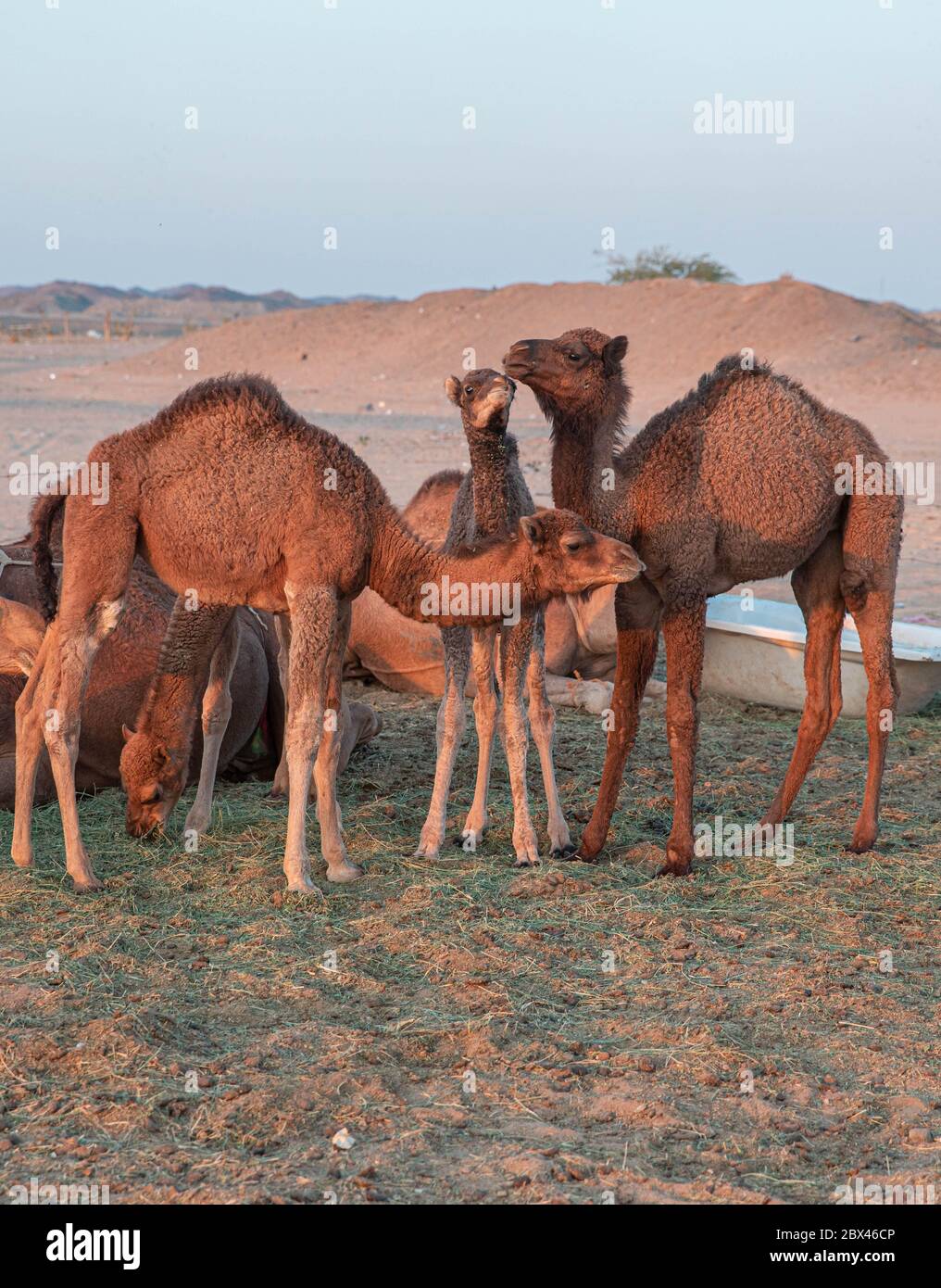 A group of Arab camels in the barn Saudi Arabia Stock Photo - Alamy