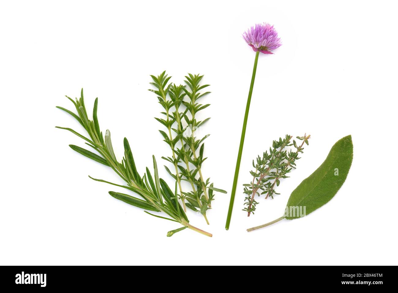 collection of fresh aromatic herbs on white background Stock Photo - Alamy