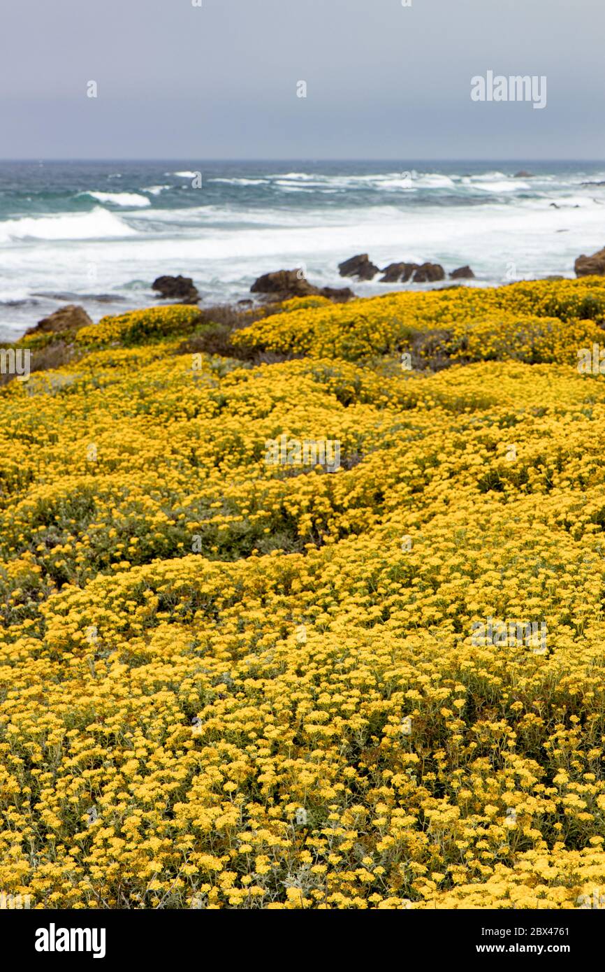 Field of flowers on the Pacific ocean coast, along the 17-mile drive in ...