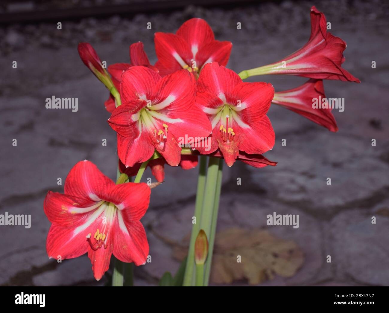 Close of Red colored Lily or St Joseph's Lily Stock Photo - Alamy