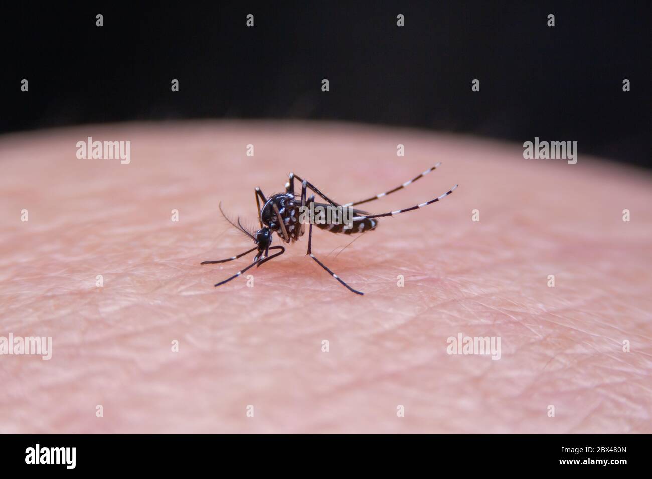 Mosquito malaria skin close up hi-res stock photography and images - Alamy