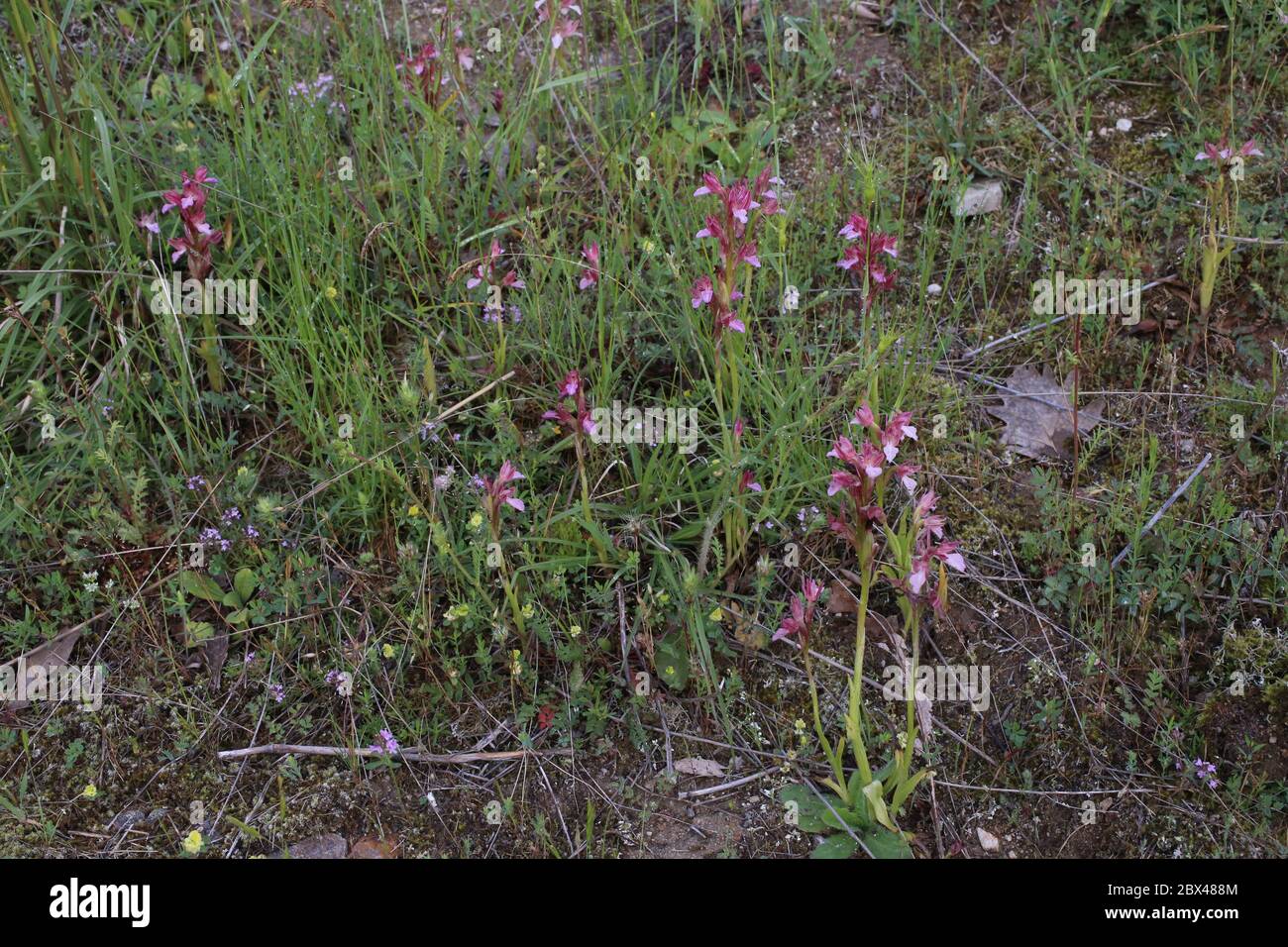 Papilionacea hi-res stock photography and images - Alamy