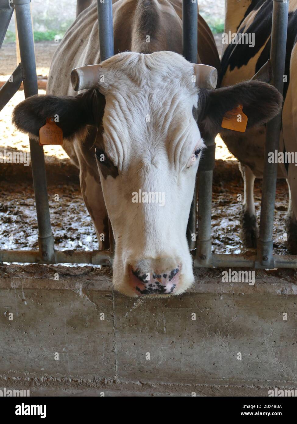 Cow in a Feeding Pen Stock Photo - Alamy