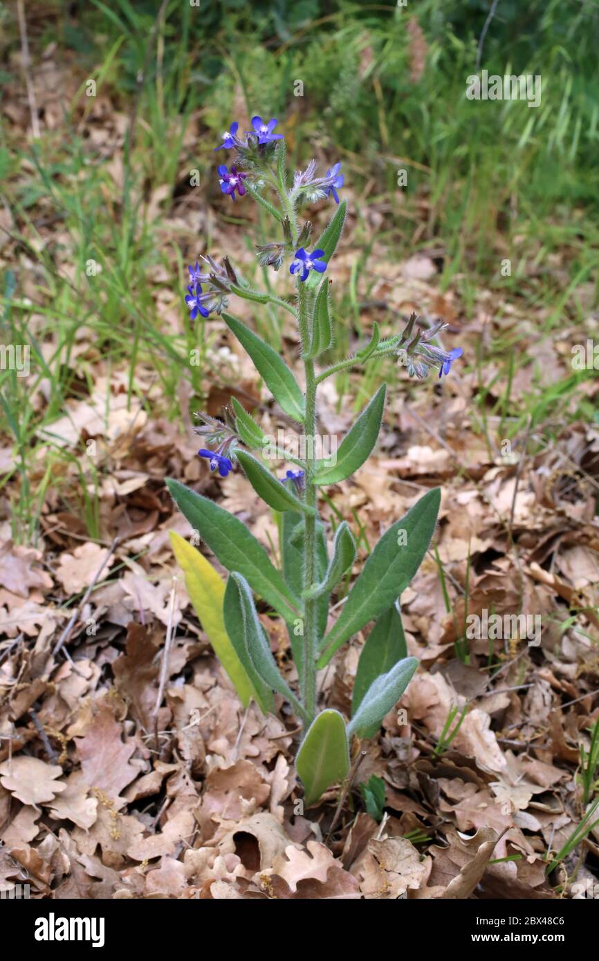 Azurea plant hi-res stock photography and images - Alamy