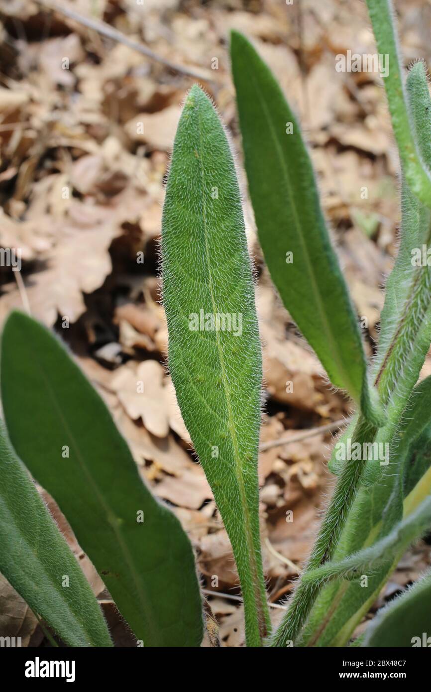 Azurea plant hi-res stock photography and images - Alamy
