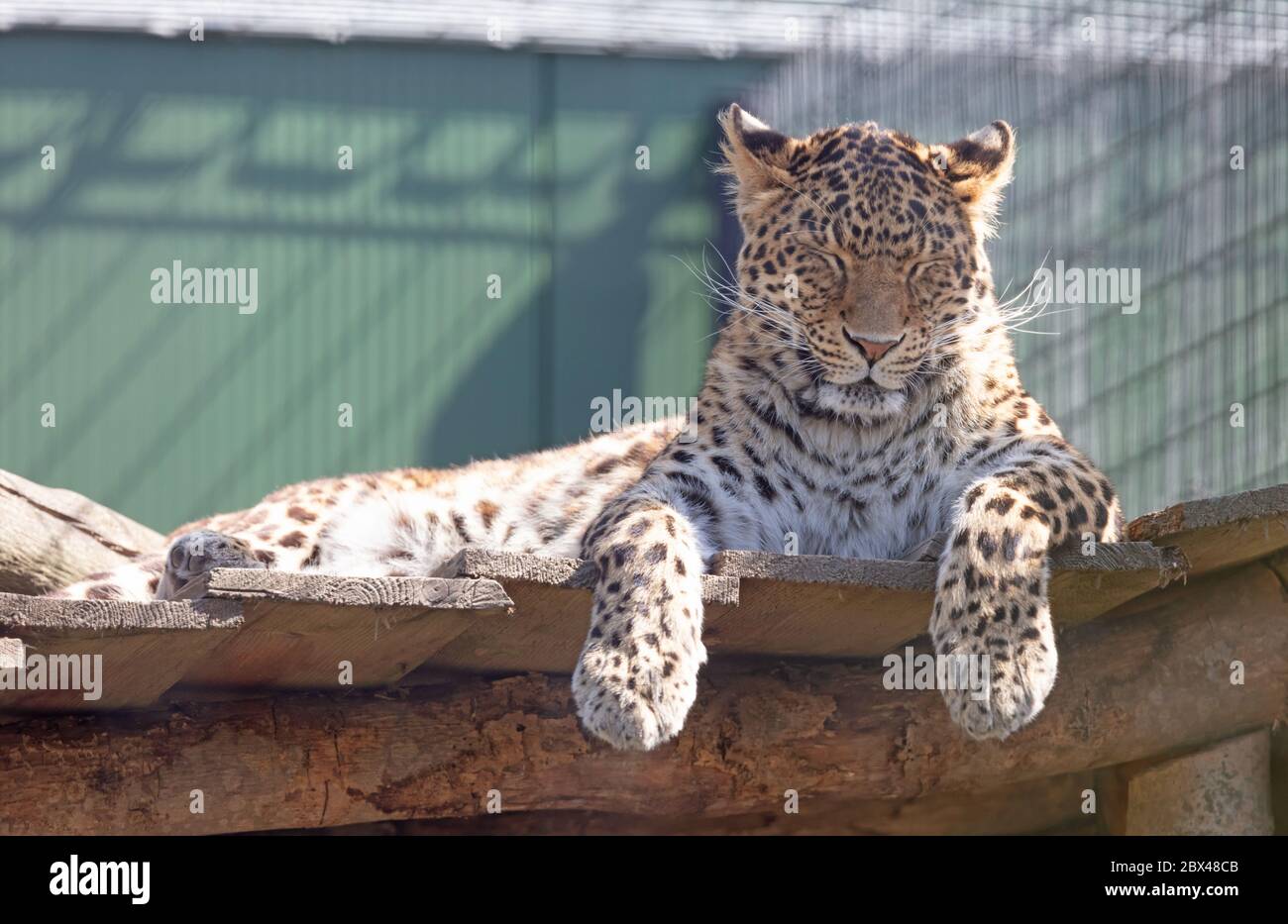 Large leopard resting in a large cage Stock Photo - Alamy