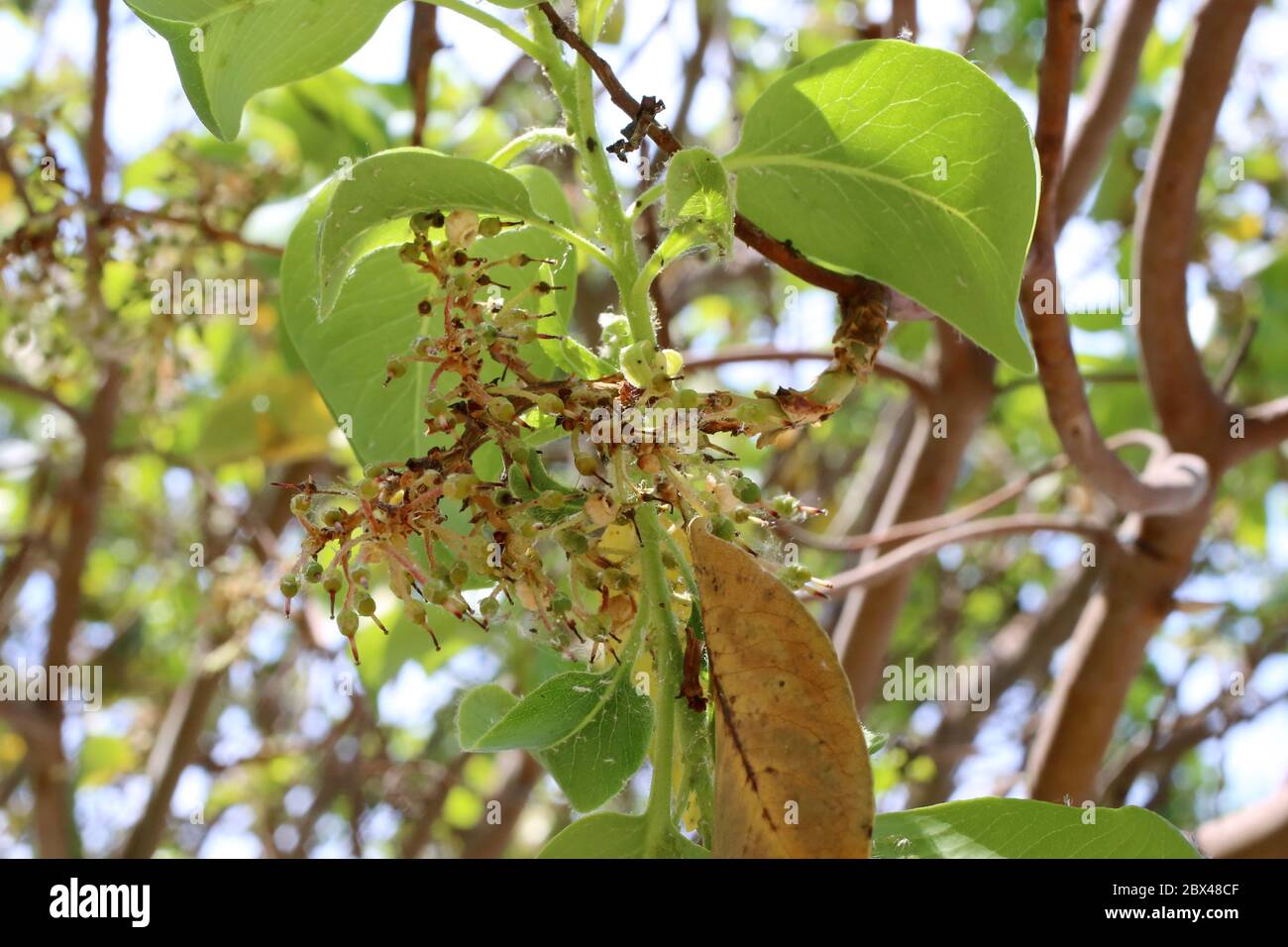 Arbutus andrachne, Cyprus Stawberry Tree. Wild plant shot in the spring ...